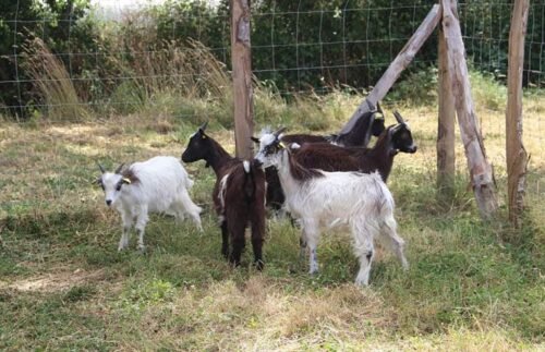 Elevage des chèvres : A Dschang la viande se fait rare