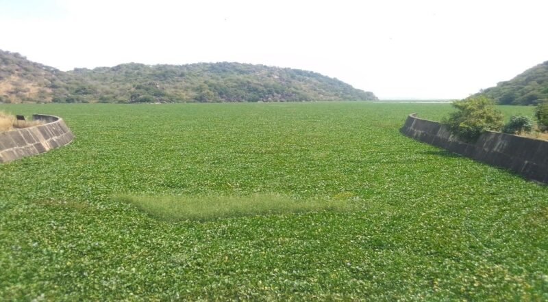 Nord : Catastrophe environnementale à Lagdo